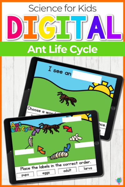 Life Cycle of an Ant Preschool Activity - I Teach Too