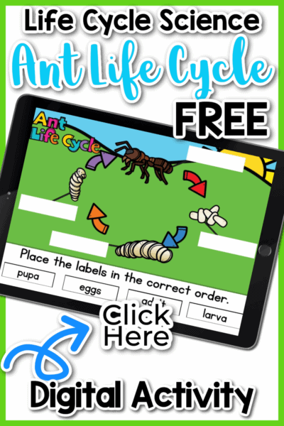 Life Cycle of an Ant Preschool Activity - I Teach Too