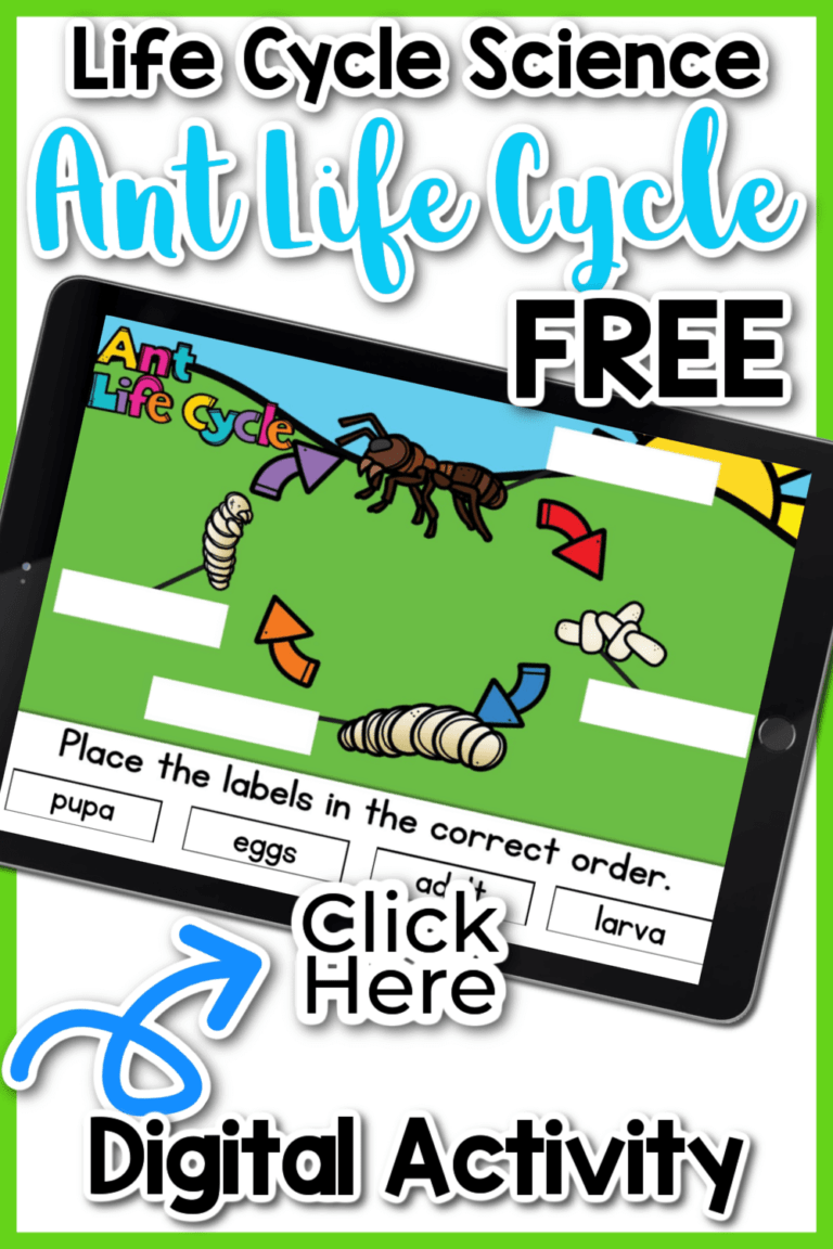 Life Cycle of an Ant Preschool Activity - I Teach Too