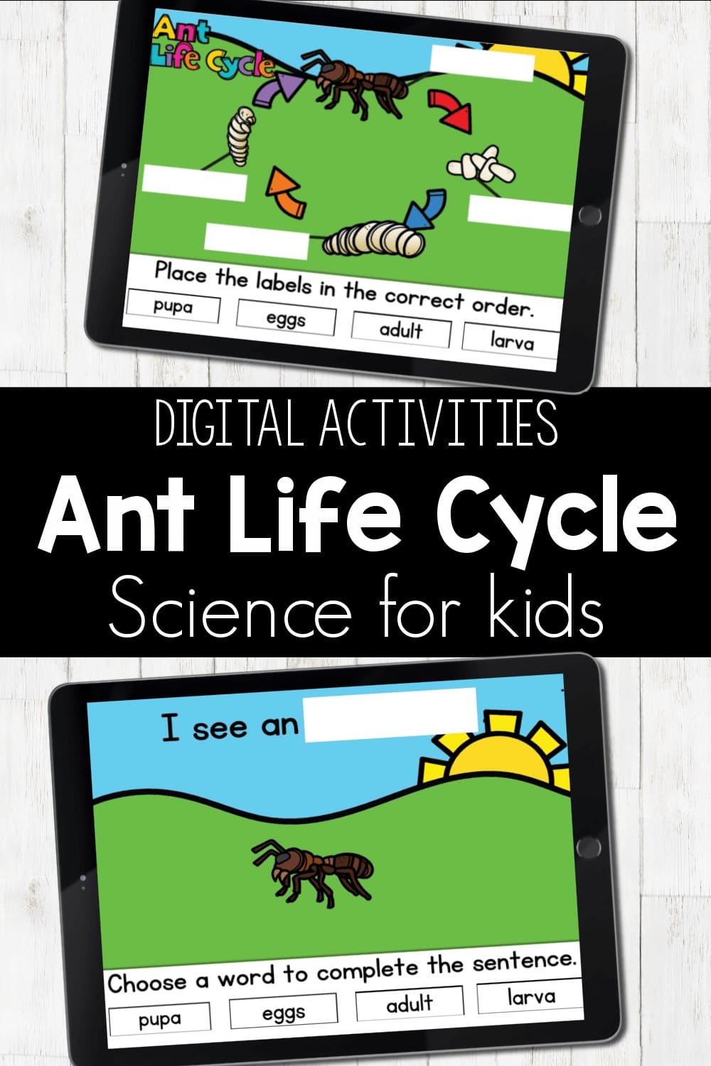 Life Cycle of an Ant Preschool Activity - I Teach Too